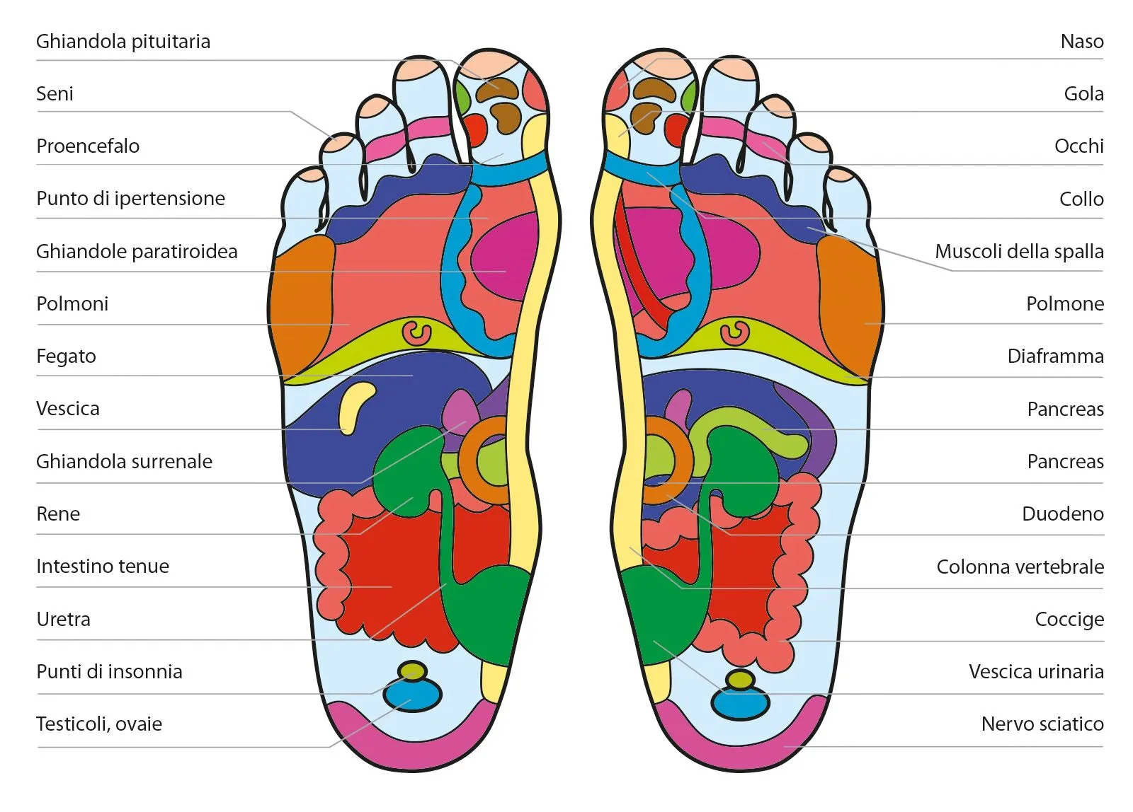 I Punti della Riflessologia Plantare – Mappa del Benessere | Nativiah